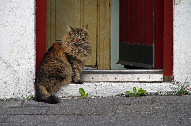 The 9 Smartest Cats In Iceland