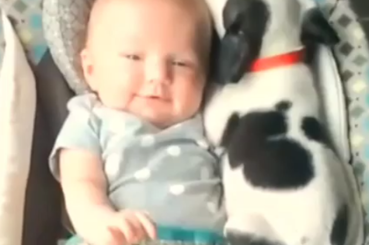 The 32 Most Important Animal Vines Of 2014