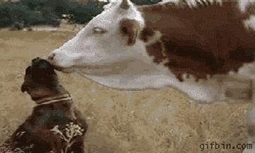 14 Cows That Are Too Cute To Handle