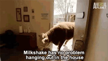 14 Cows That Are Too Cute To Handle