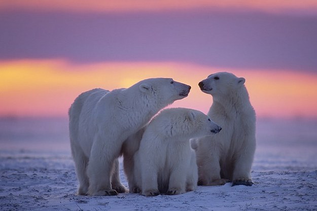 14 Pictures Of Canadian Animals That’ll Brighten Your Day
