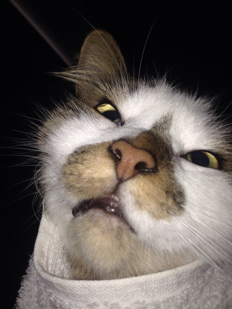 16 Cats Who Understand Your New Year's Hangover
