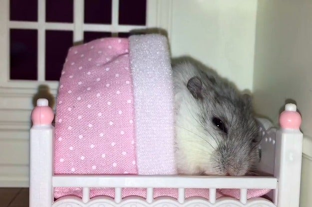 Cute Sleeping Hamster Wallpaper