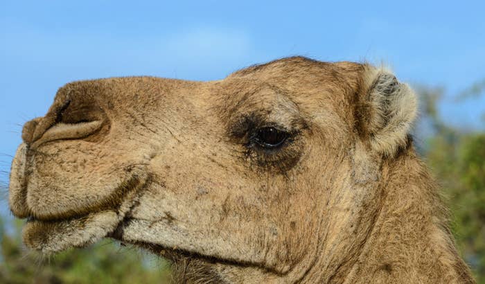 Aggressive Camel Tramples 2 People To Death In Texas