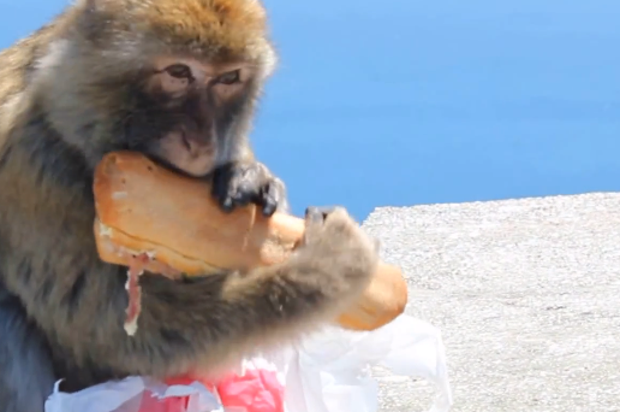 Watch This Monkey Steal A Tourist’s Lunch Right Out Of His Bag