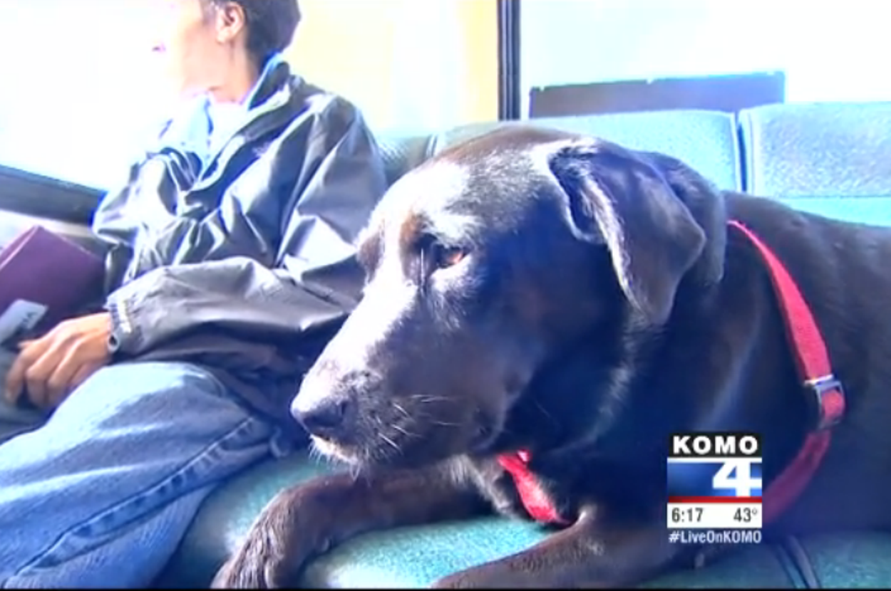 This Dog Rides The Bus To The Park And Makes Everyone’s Day