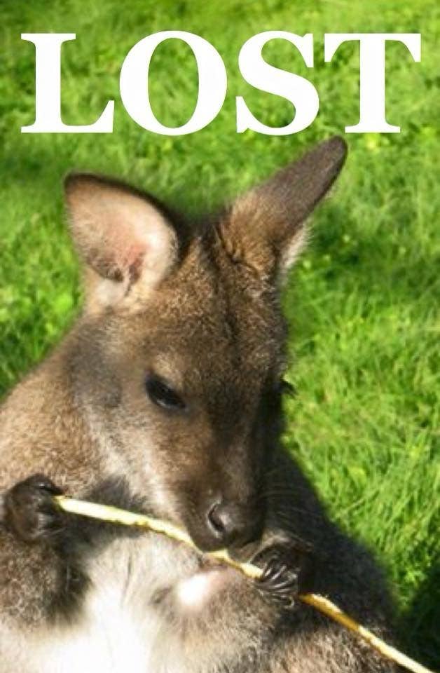 America Needs To Find This Missing Wallaby Before It Gets Eaten By A Bear