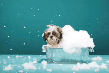These Cute Dogs Will Make You Forget That Life Is Pointless