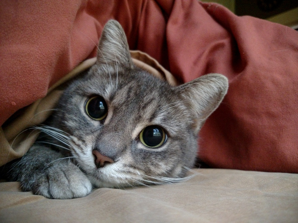 16 Adorable Cats Who Will Make You Feel All Cozy Inside