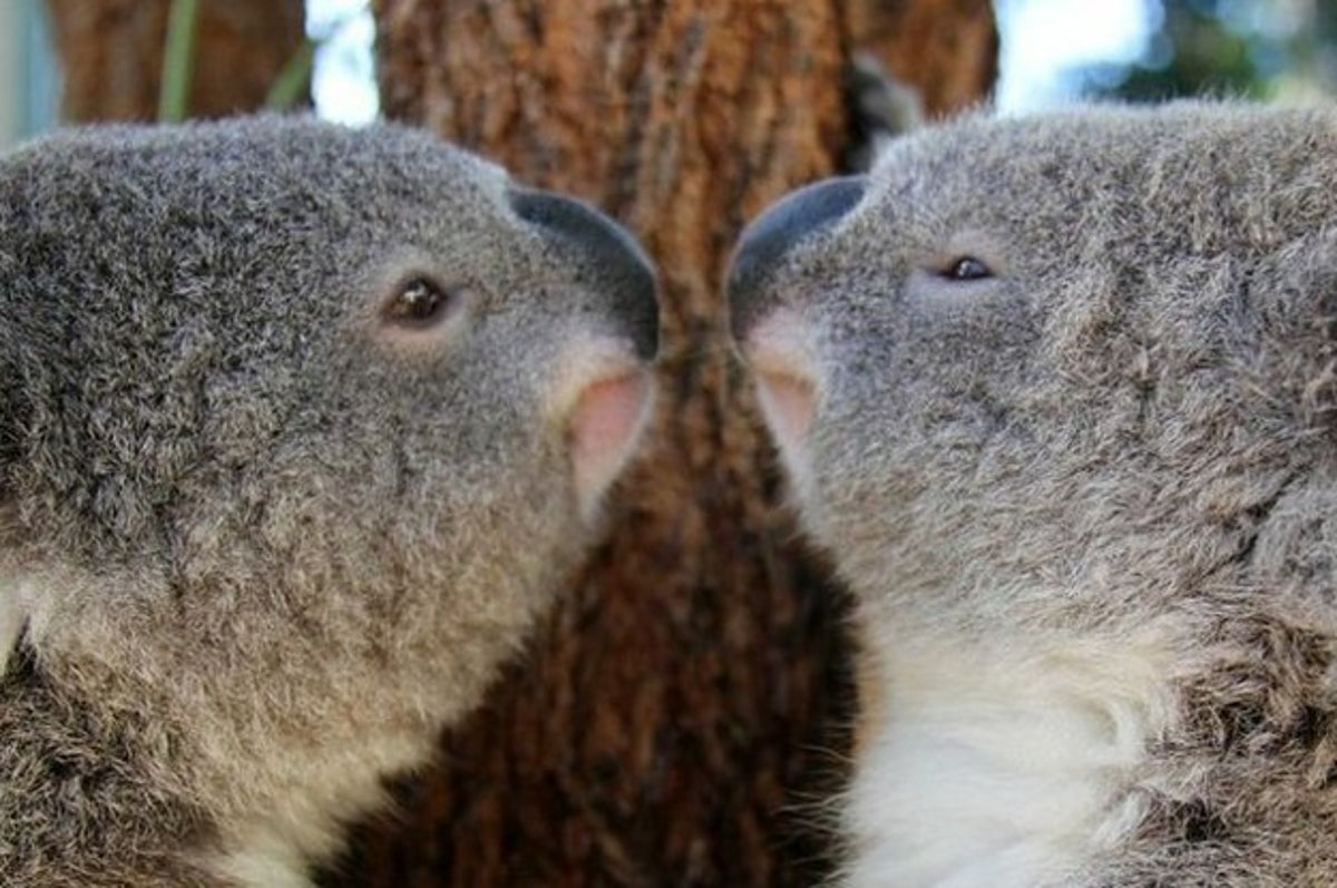 2 Koalas Hugging