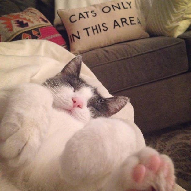 The Top 10 Absolutely Adorable Pets Of The Week