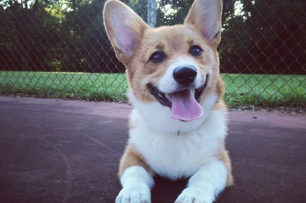 The Top 10 Absolutely Adorable Pets Of The Week