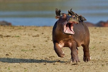 This Baby Hippo Is In For The Surprise Of His Life. I’m Laughing So Hard!