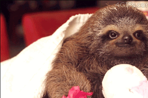 14 Animals That Have Swagger For Days