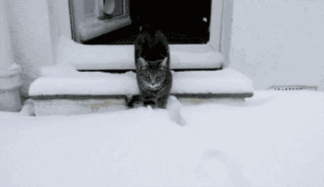 17 Cats Who Understand Your Feelings About The Blizzard