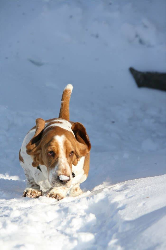 17 Pets Who Just Had The Cutest Snow Day Ever