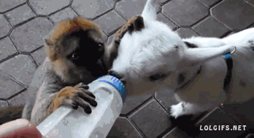 13 Goat Reaction GIFs For All Your Daily Struggles
