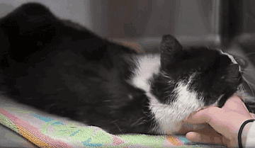 This "Zombie" Cat Came Back From The Dead And No One Knows How He Did It