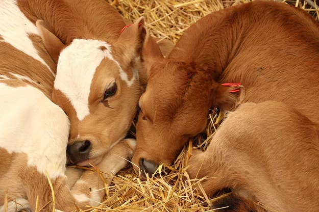 17 Reasons Cows Are The Actual Champions Of Cuteness