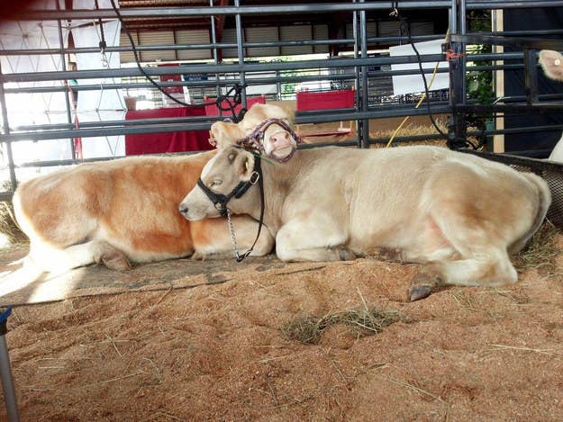 17 Reasons Cows Are The Actual Champions Of Cuteness