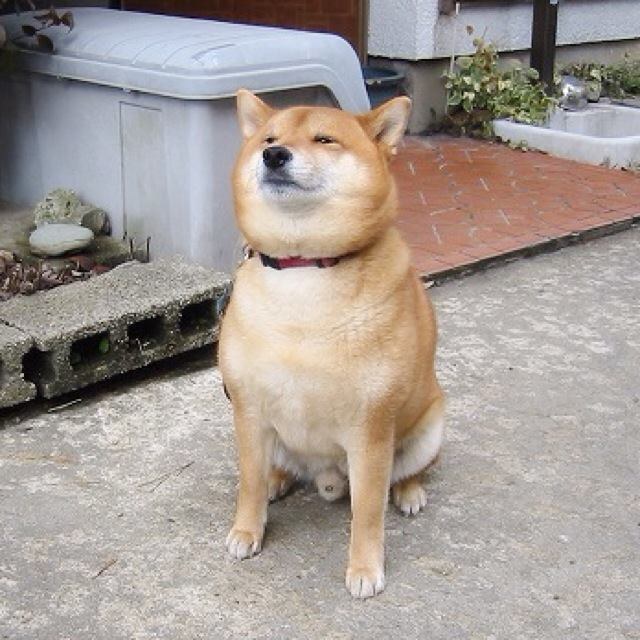 20 Images Of Shiba Inu (Shiba Dog) From Facebook Community