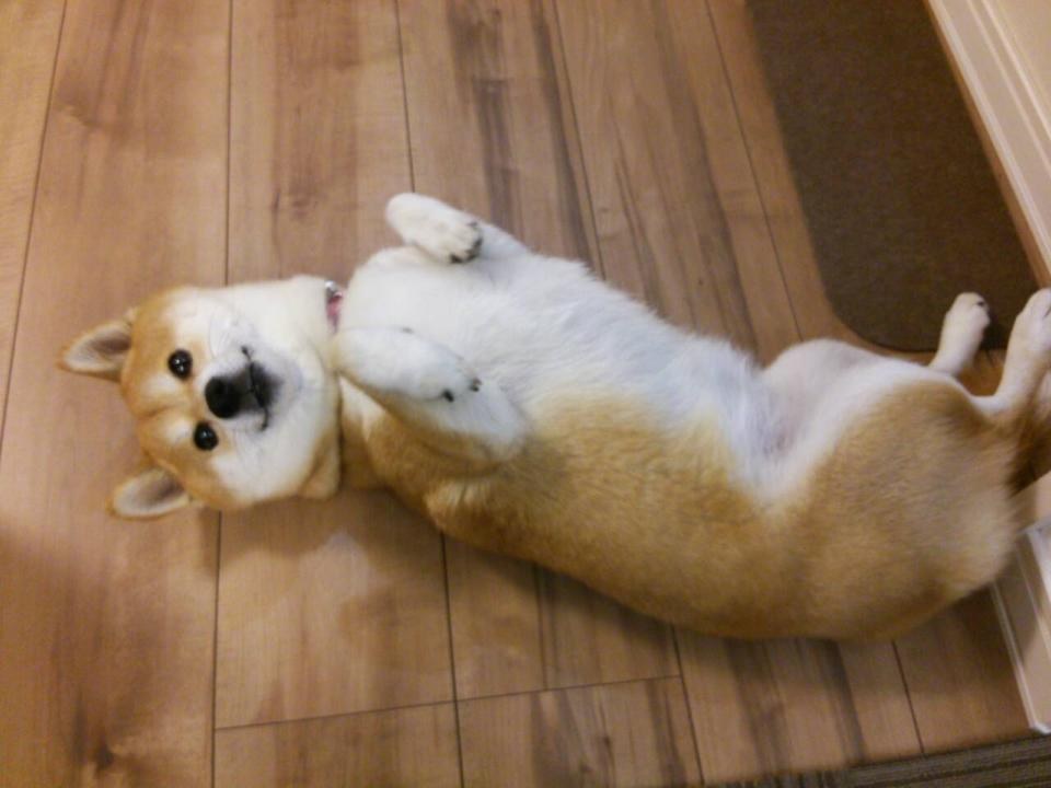 20 Images Of Shiba Inu (Shiba Dog) From Facebook Community