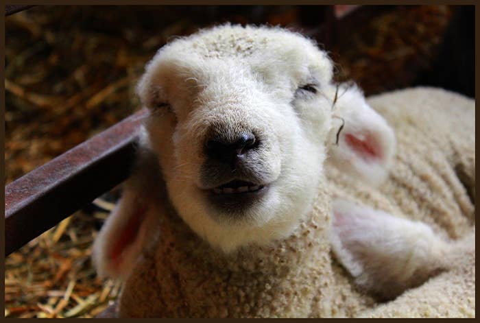 29 Animals Who Are Delighted To See You