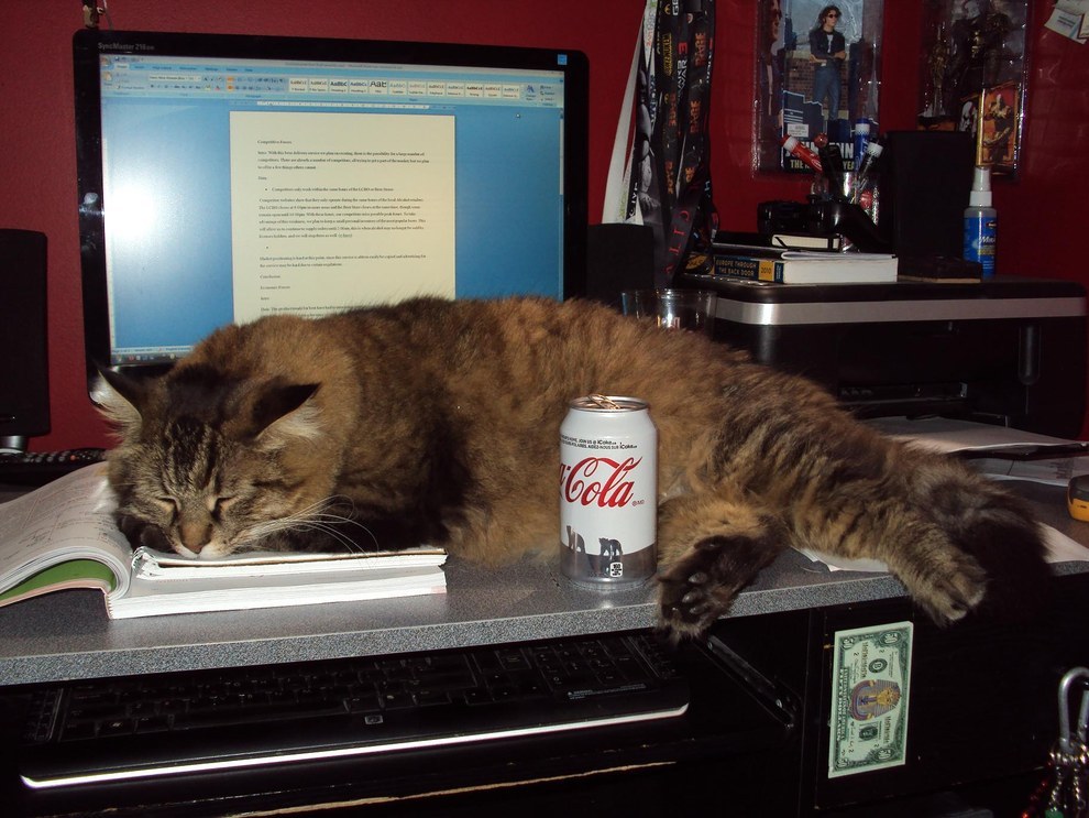 17 Extremely Helpful Cats