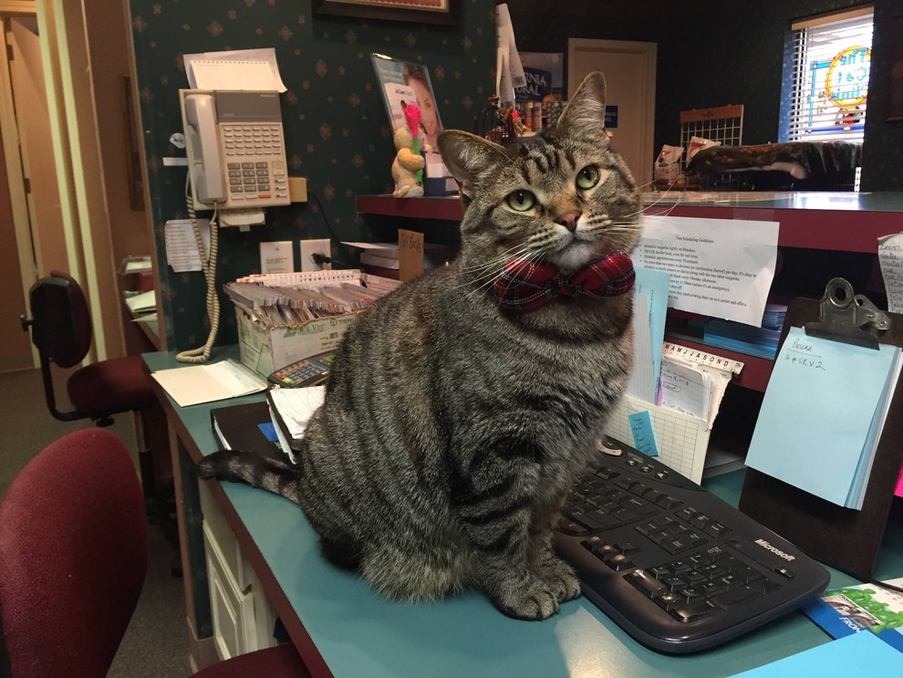 17 Extremely Helpful Cats