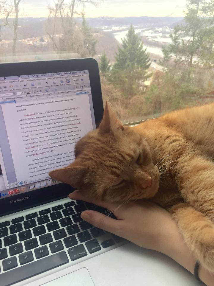 17 Extremely Helpful Cats