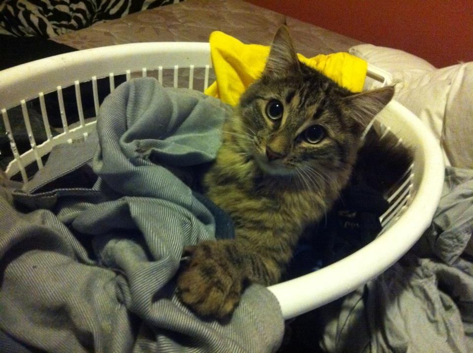 17 Extremely Helpful Cats