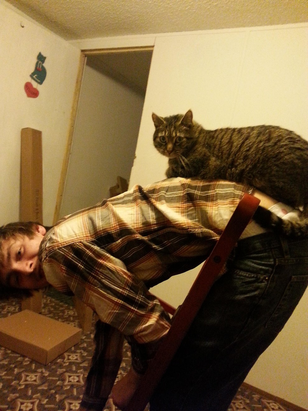 17 Extremely Helpful Cats