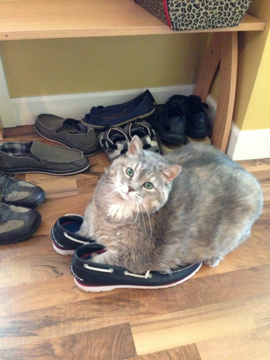17 Extremely Helpful Cats