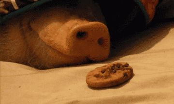 9 Scrumptious Piggies In A Blanket