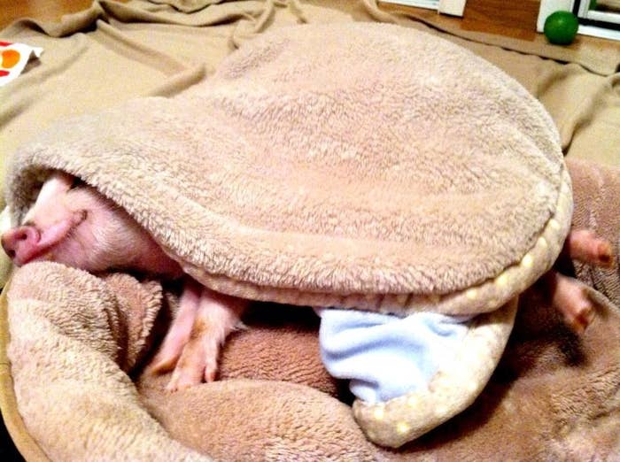 9 Scrumptious Piggies In A Blanket