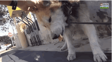 This Dog's Dramatic Transformation After Being Rescued Will Make You Cry