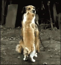 17 Animals Just Taking A Break