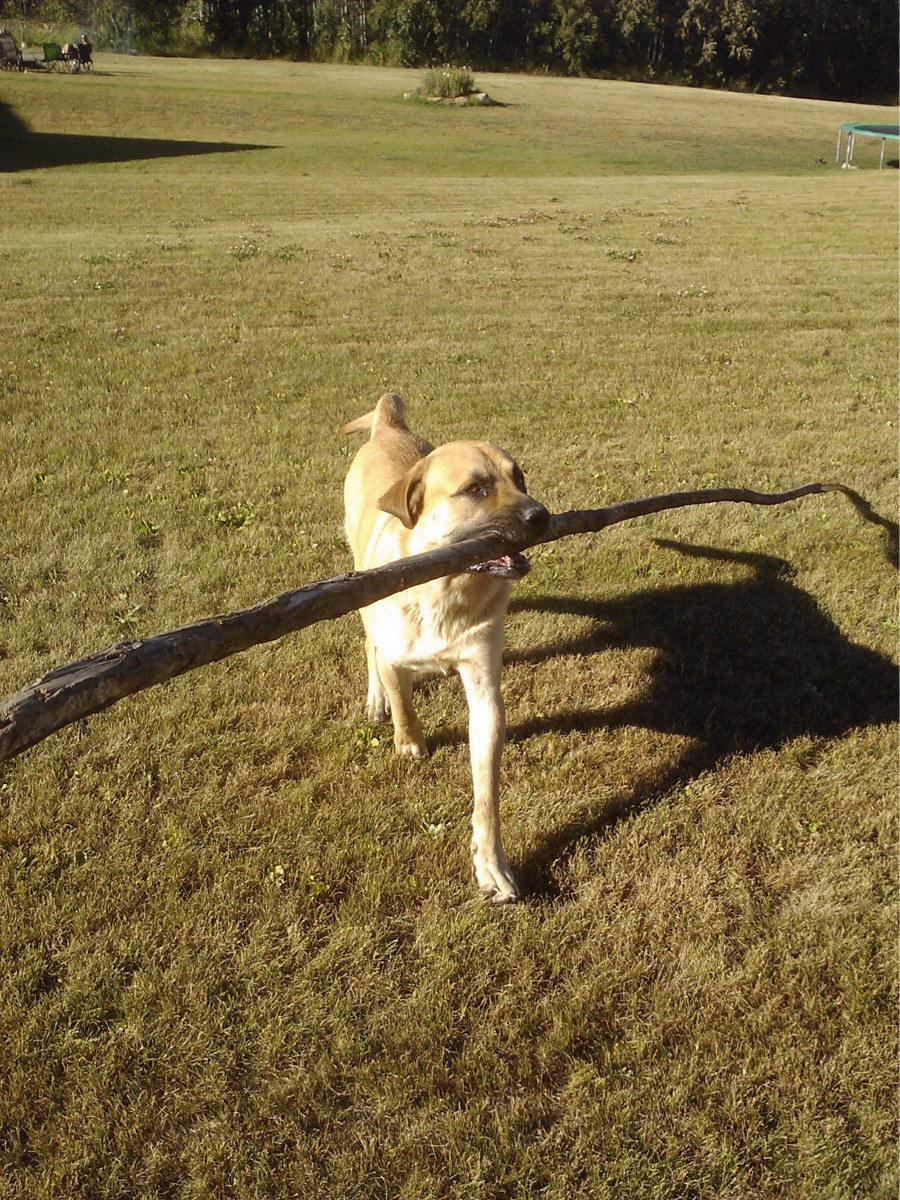 27 Dogs Who Just Know How To Have A Really Fun Time