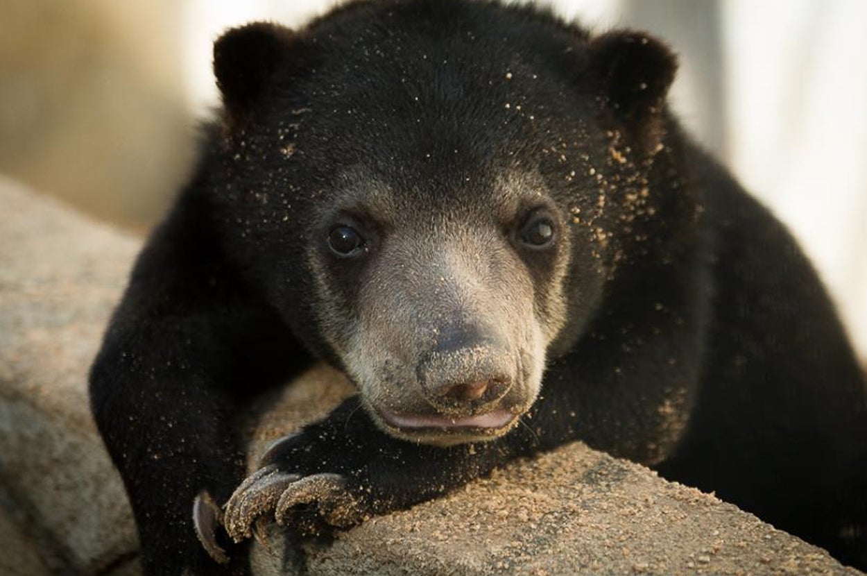 Watch This Bear With A Spinal Injury Learn To Walk Again And Try Not To Cry
