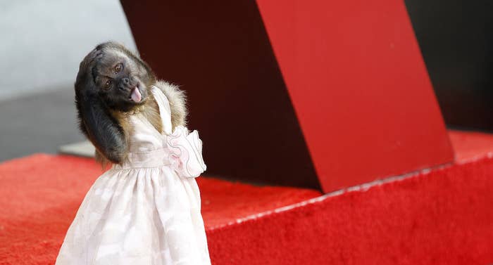 This Monkey Hollywood Legend Is Finally Getting The Recognition She ...