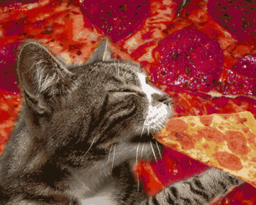 10 Psychedelic Cats Gif That Will Definitely Make You High