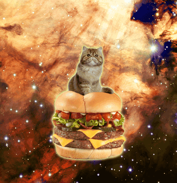 10 Psychedelic Cats Gif That Will Definitely Make You High