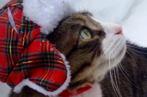This Intrepid Cat Will Inspire You To Survive Winter