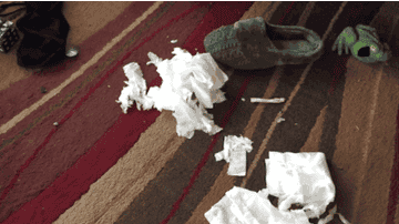 This Dog Owner Came Home To A Mess And A Very Guilty Pup