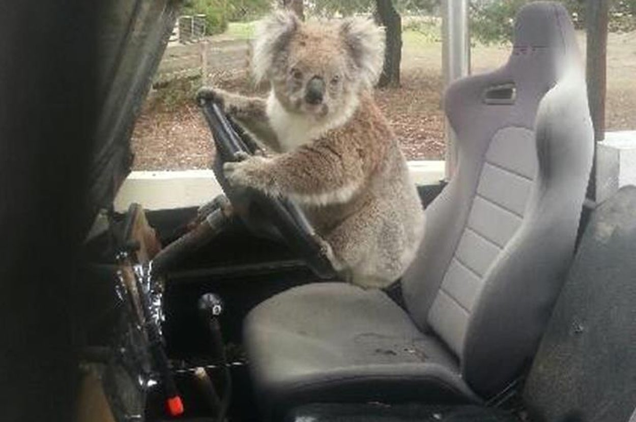 A Koala Has Been Caught Trying To Steal A Car In Australia