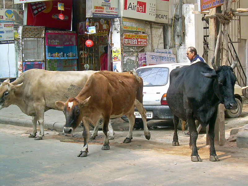 11 Lessons From Indian Cows On How To Not Give A Damn
