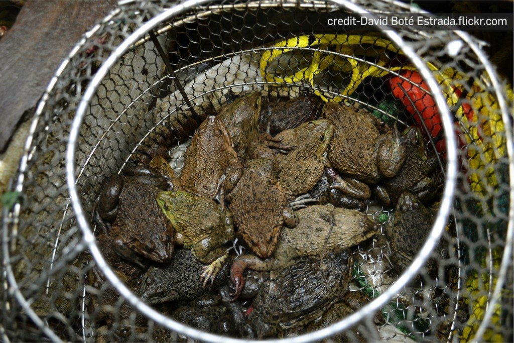 Puke Alert! 9 Groggy Foods That Can Actually Heal You?