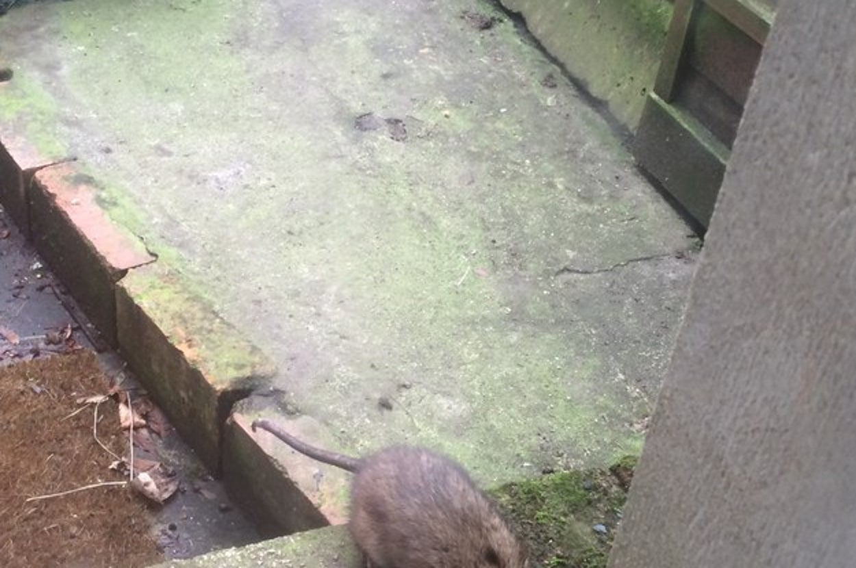 An 18-Inch Rat Has Been Spotted In North London And People Are ...