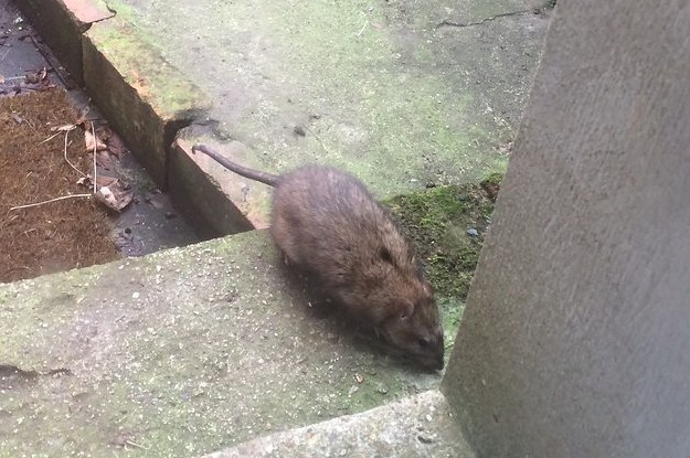 An 18-Inch Rat Has Been Spotted In North London And People Are ...