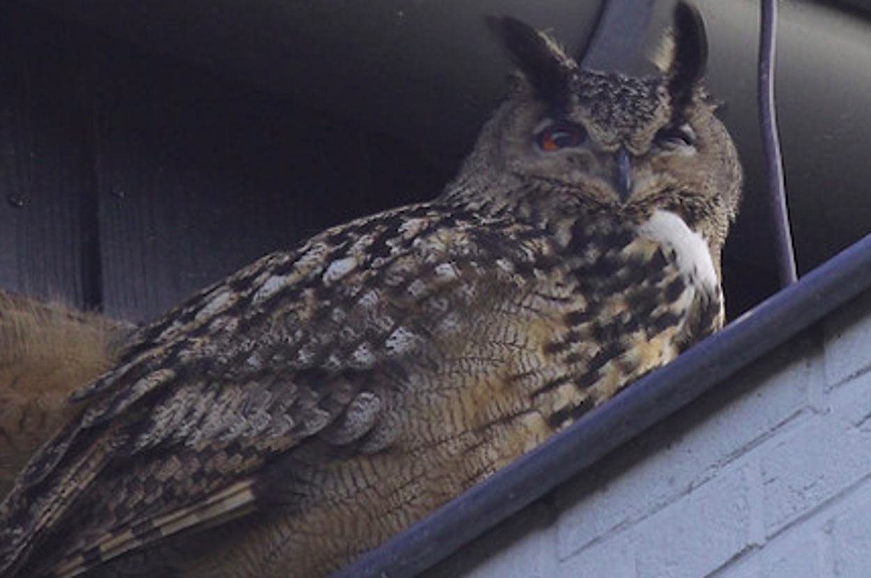 "Terror Owl" That Attacked, Gouged People In Dutch Town Is Finally Caught